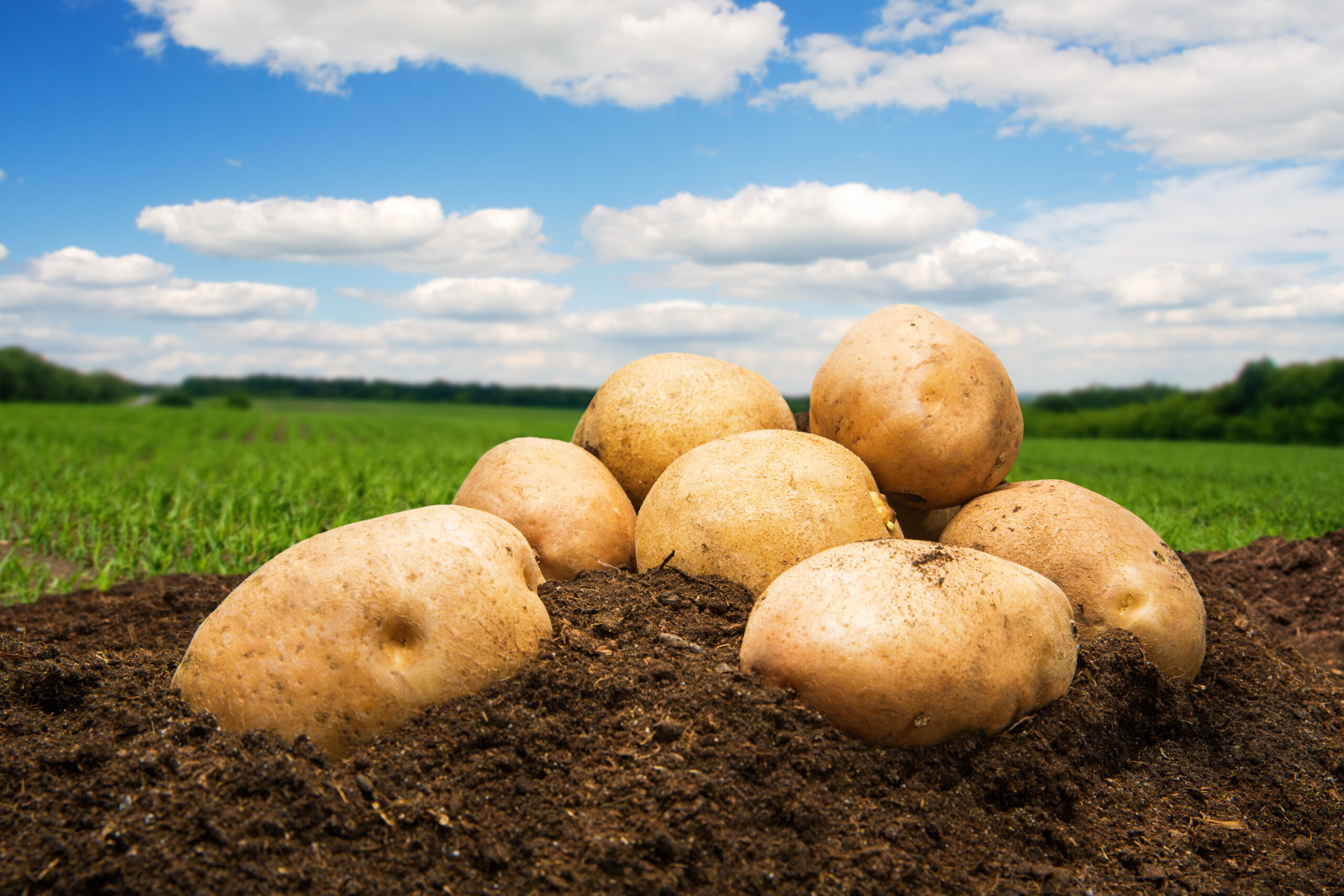 Emsland Introduces Complete Line of Waxy Potato Starches - Emsland-group